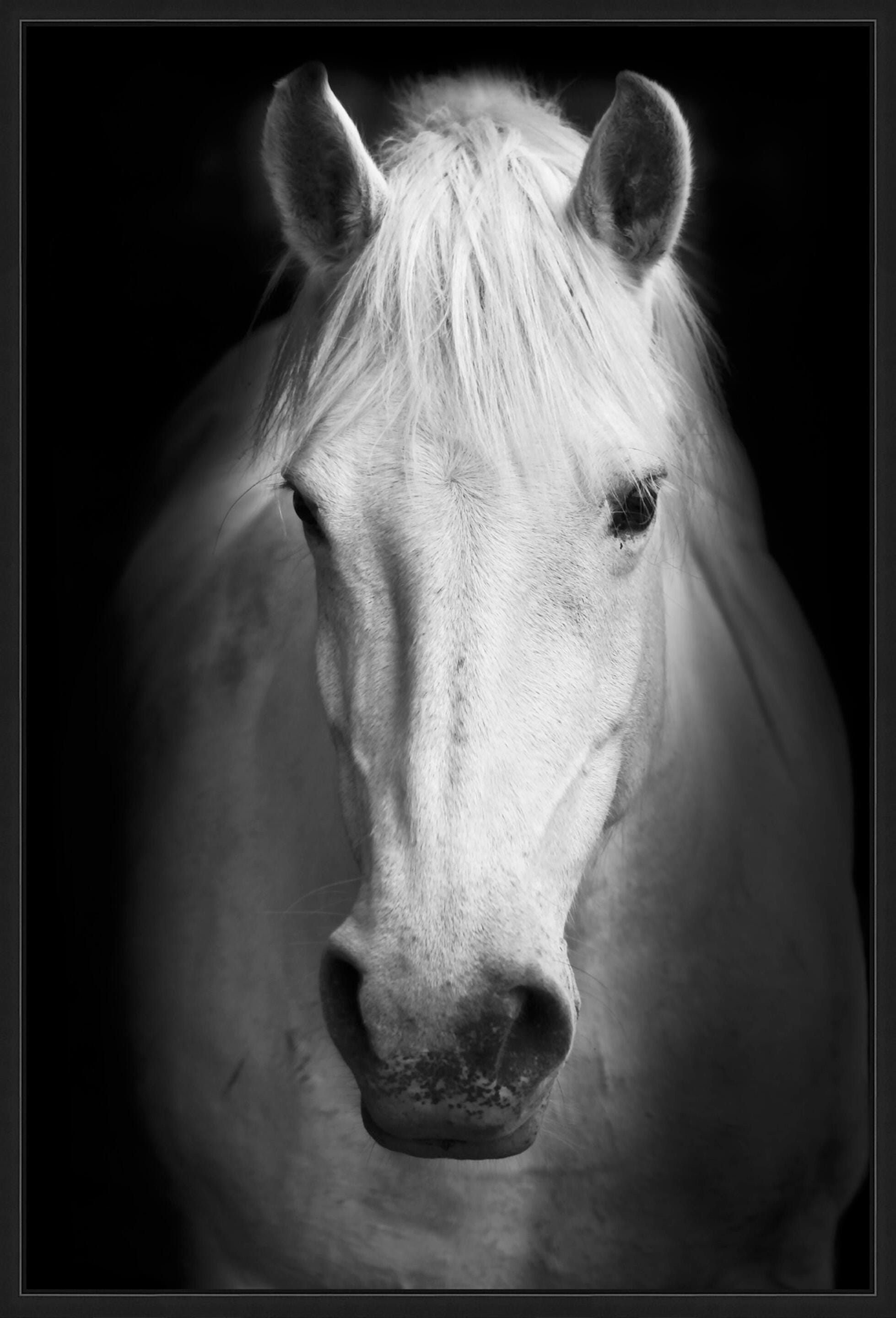 Click here for Providence Art Giclee Horse Wall Art  Black/White prices