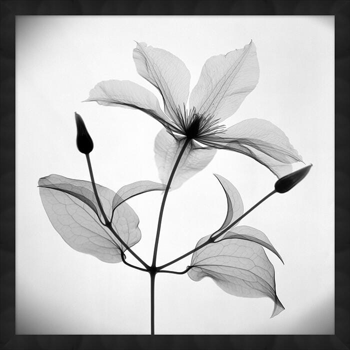 Click here for Providence Art Giclee Clematis Wall Art  Black/Whi... prices