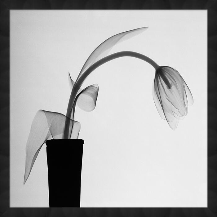 Click here for Providence Art Giclee Tulip Wall Art  Black/White prices