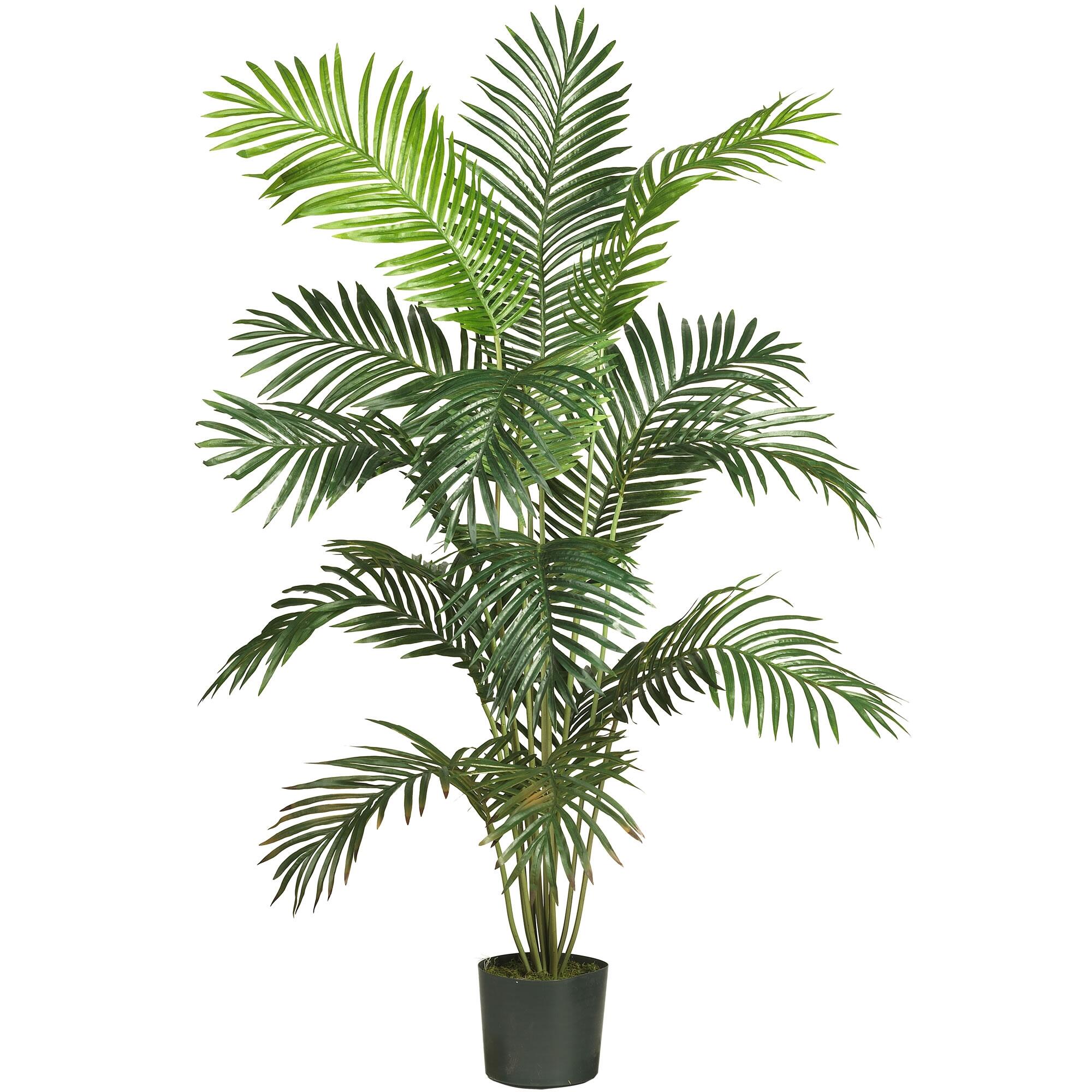 Click here for 6 Paradise Palm  Green prices