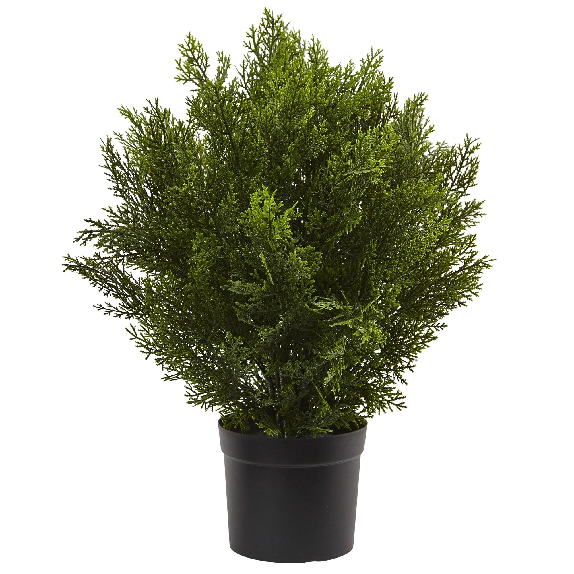 Click here for 2 Cedar Bush (Indoor/Outdoor)  Green prices