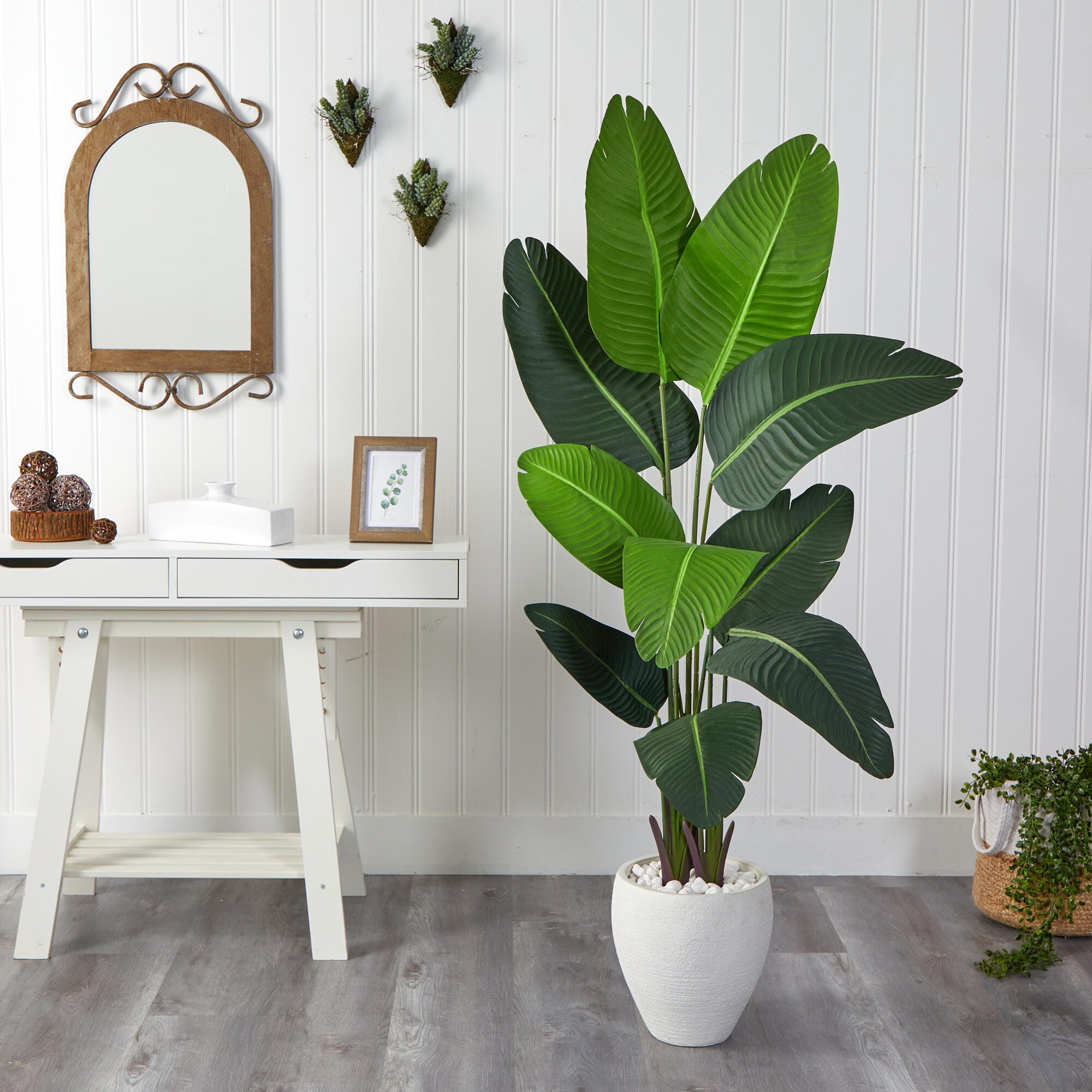 Click here for 5.5 Travelers Palm Artificial Tree in White Plante... prices