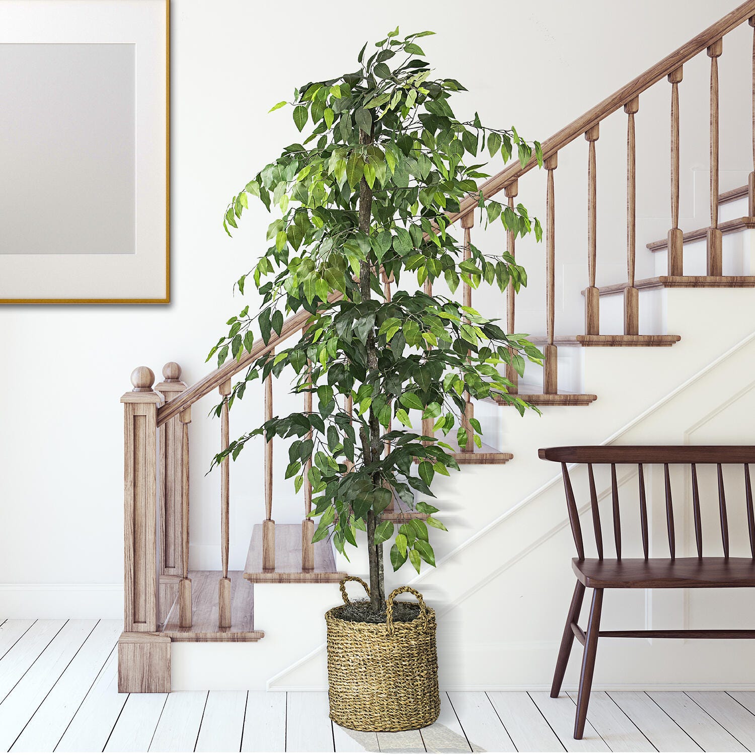 Click here for Ficus Tree in Basket  Green prices