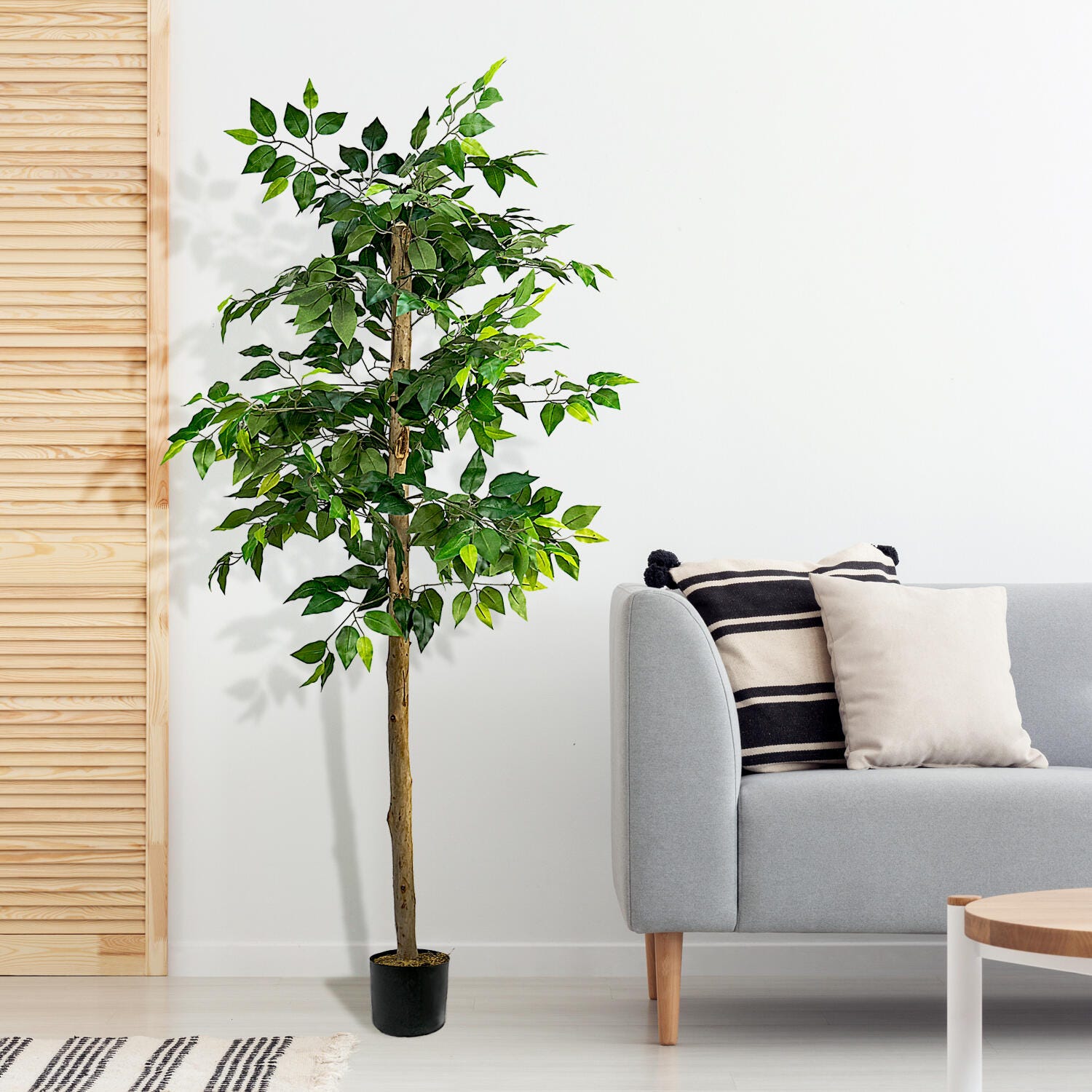 Click here for Ficus Tree in Pot  Green prices